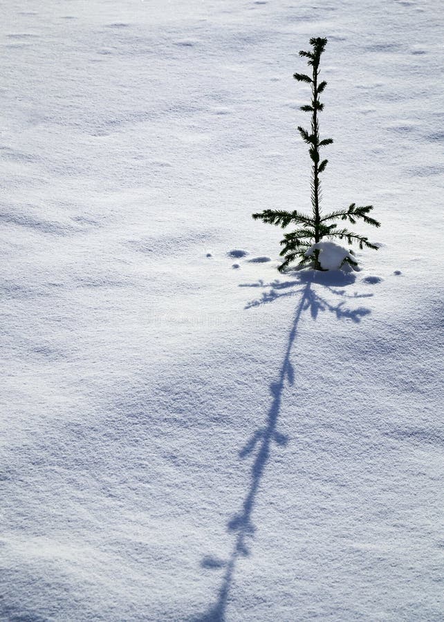Big Shadow of a Small Tree on the Snow Stock Photo - Image of isolated ...