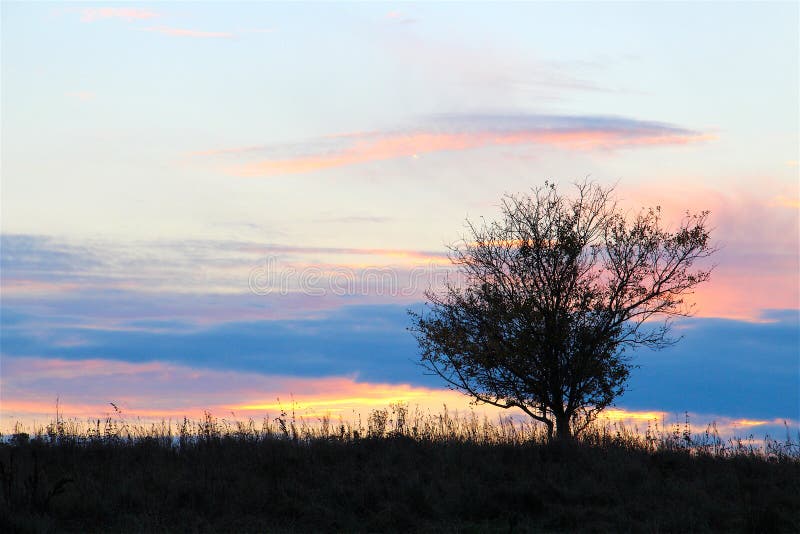 Small Tree on the Meadow at Sunset Stock Image - Image of sunset ...