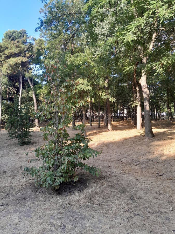 Small Tree in a Mixed Forest. Stock Photo - Image of estate, mixed ...