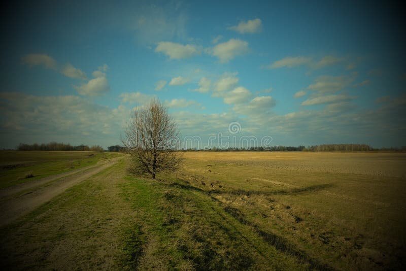 Small Tree Near a Dirt Road in a Field. Spring Landscape Stock Photo ...