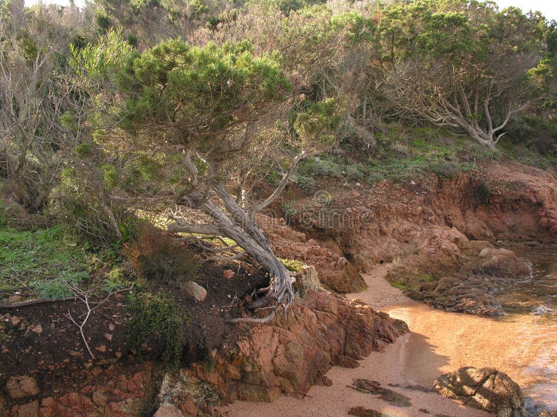 Small tree near the sea stock image. Image of gramineous - 132261173