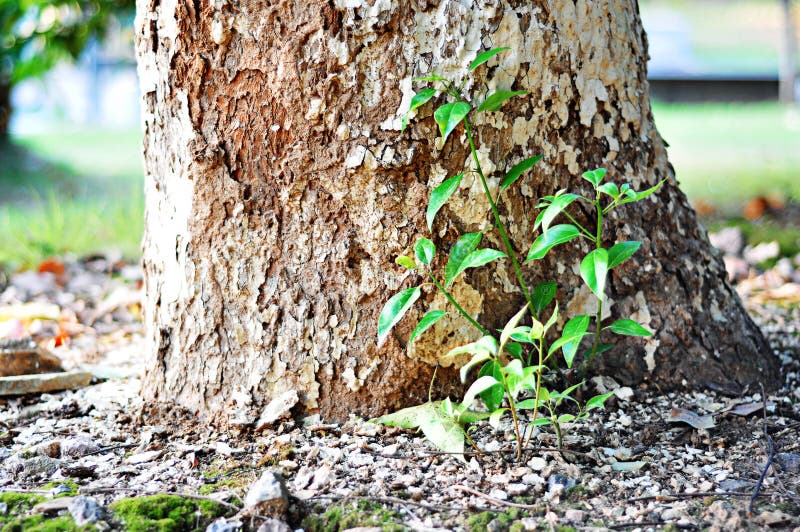 The Small Tree Next To a Big Tree Grows Strong Stock Image - Image of ...