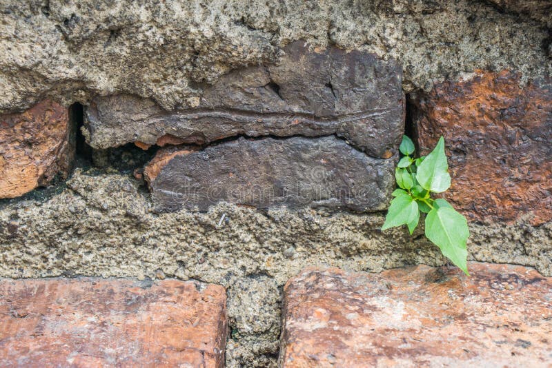 Small Tree on an Old Brick Wallop. Stock Photo - Image of dark, cracked ...