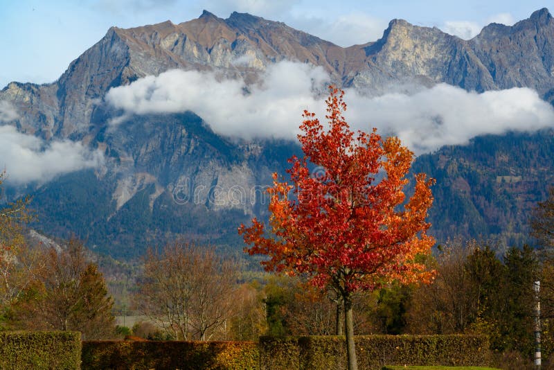 Small Maple Tree with Orange Leaves in Autumn in Front of Small Cloud ...