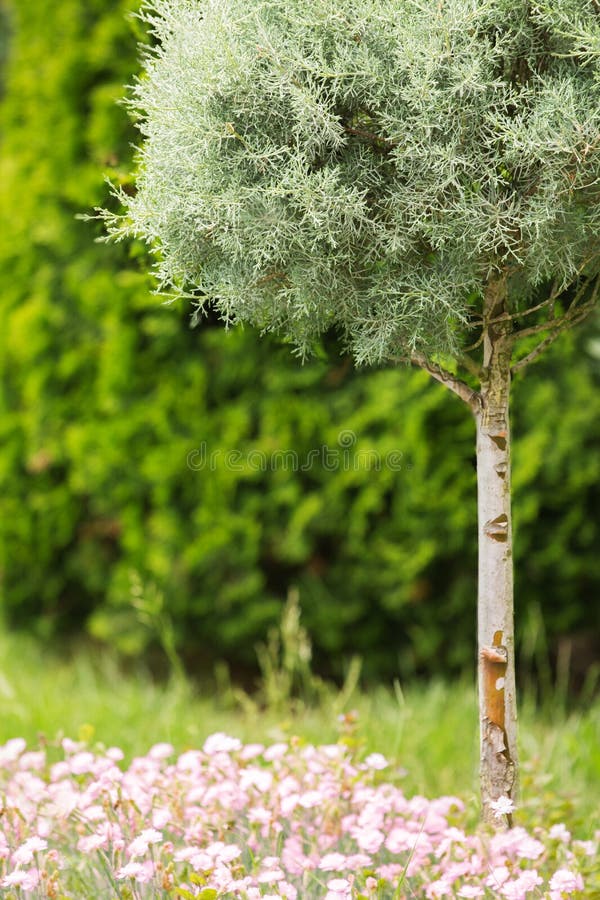 Small Tree Out Door in the Sunlight Stock Photo - Image of trunk, green ...