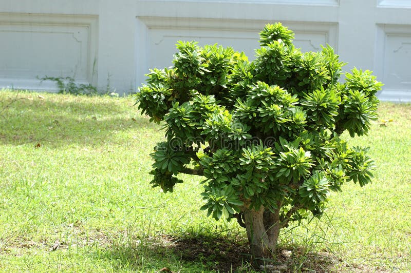 Small Tree Outdoor in the Sunlight Stock Photo - Image of nature ...