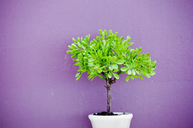 Small tree stock image. Image of empty, growing, backdrop - 38883291