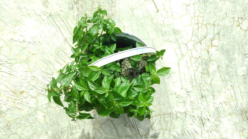 Small Tree on a Paint Bucket Closeup Stock Photo - Image of bucket ...