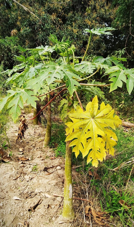 Small Tree of papaya stock image. Image of small, food - 175816009