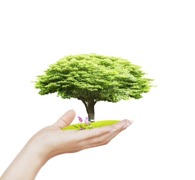 Small tree, plant in hand stock image. Image of root - 39795851