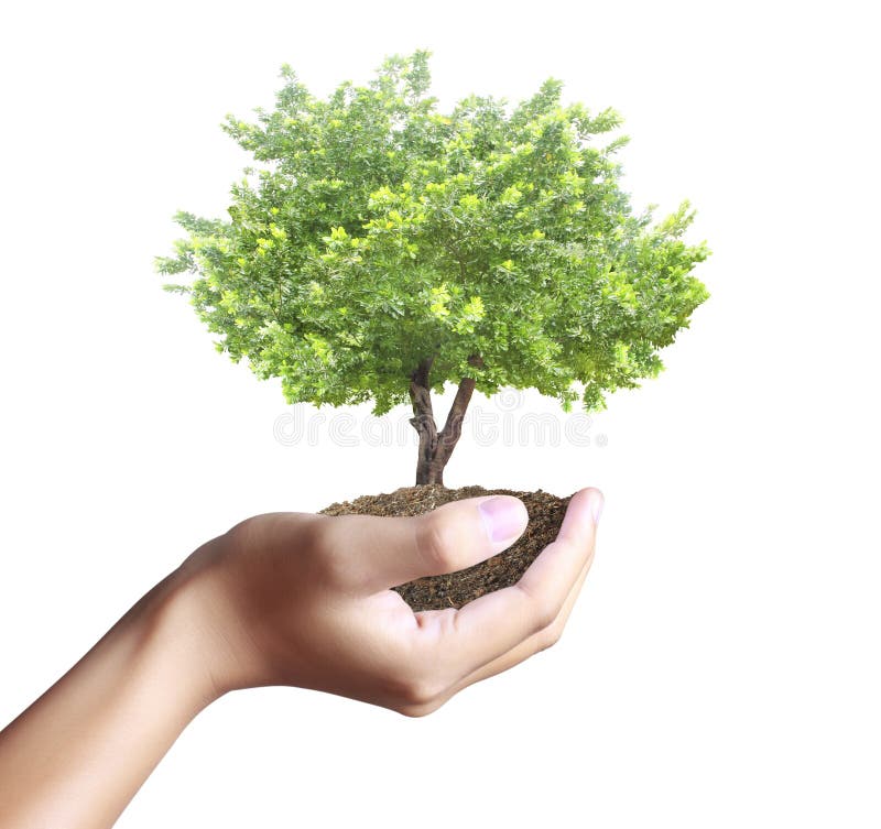 Small tree, plant in hand stock image. Image of root - 39795851
