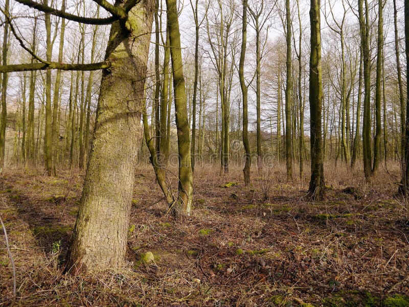 Small Tree Plantation Early Spring Stock Image - Image of countryside ...