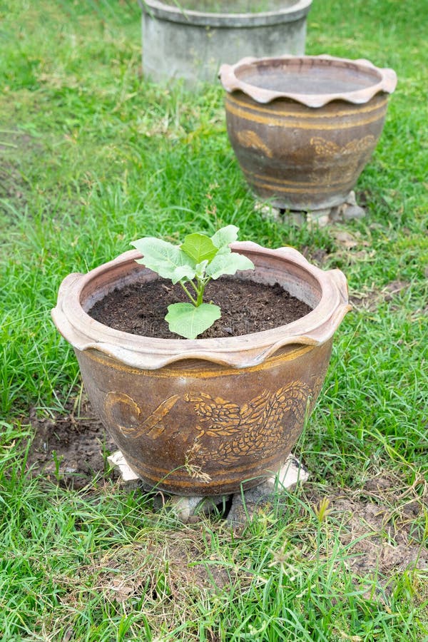 A small tree plantation in stock image. Image of grass - 233686959