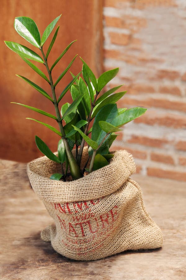 Small tree stock photo. Image of planter, nature, tree - 35402462