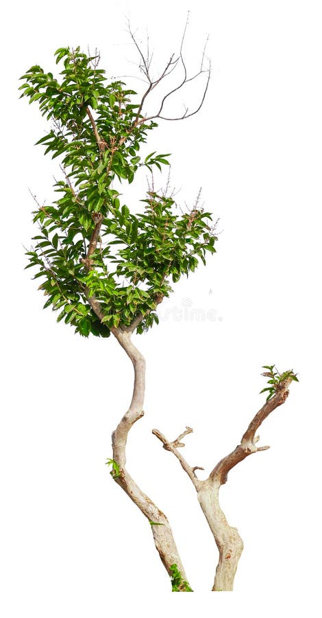 Small Tree on White Background Backgroun Stock Photo - Image of ...