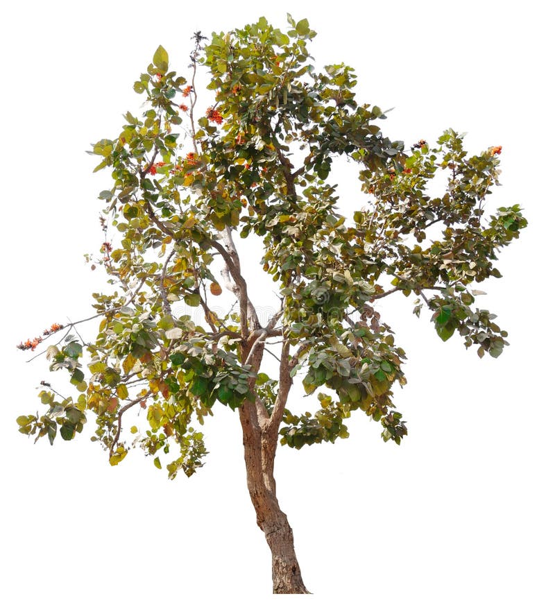 Small tree background stock image. Image of decorative - 362844055