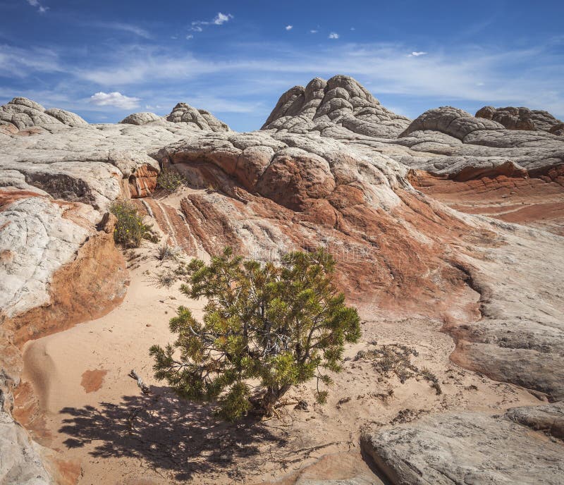 Tree Pocket stock photo. Image of outside, view, nature - 202062808