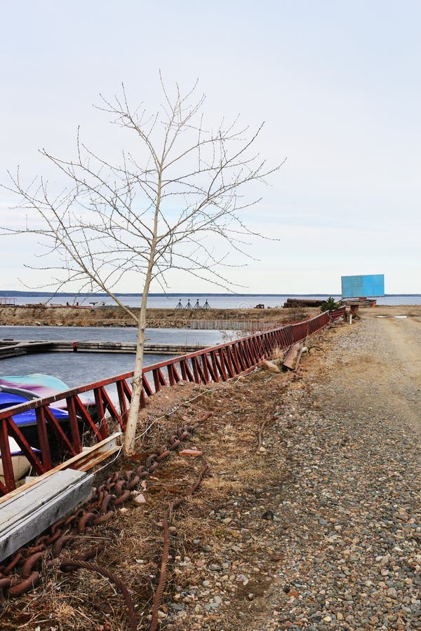 Small tree is in the port stock photo. Image of river - 223215174