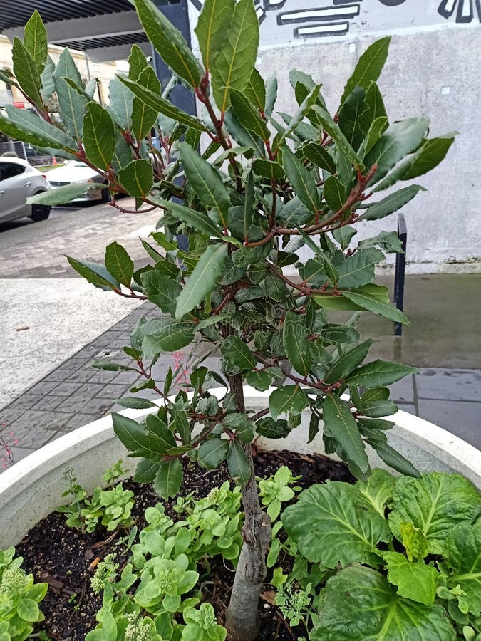 Small tree in a pot stock image. Image of leaf, small - 221687137