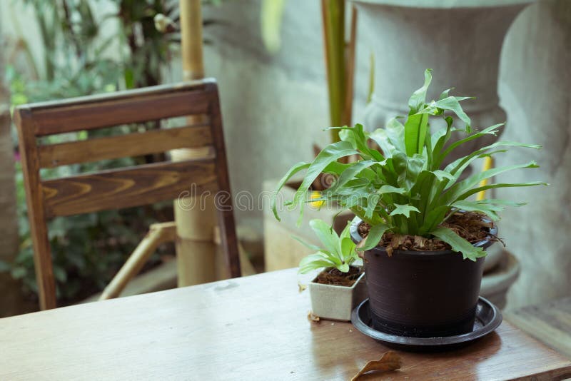 Small Tree in the Pot Plant Decorated Stock Image - Image of plant ...