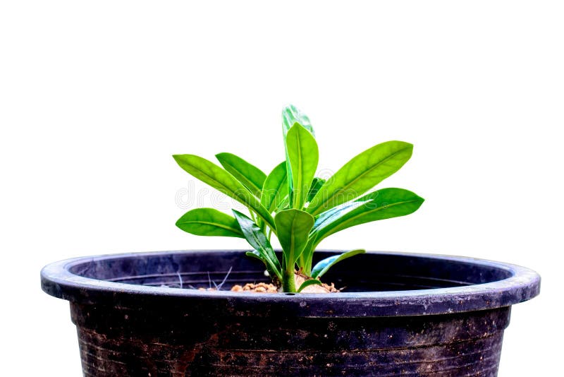 Small Tree in a Pot on White Background Stock Image - Image of element ...