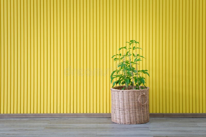 Small Tree in Pot on Yellow Background Stock Image - Image of ...