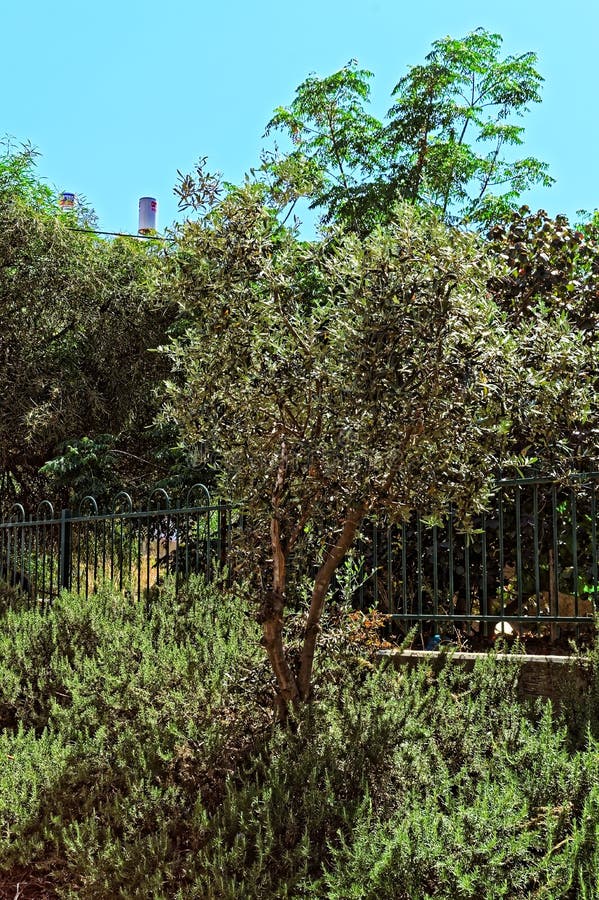 Small Tree in a Public Garden Stock Photo - Image of festive, life ...