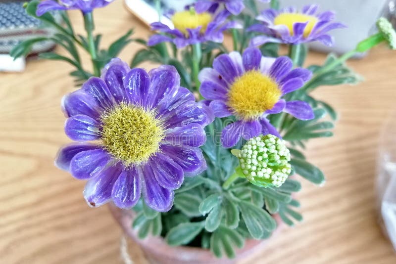 A Small Tree with Purple Flowers. Stock Image - Image of nature, small ...