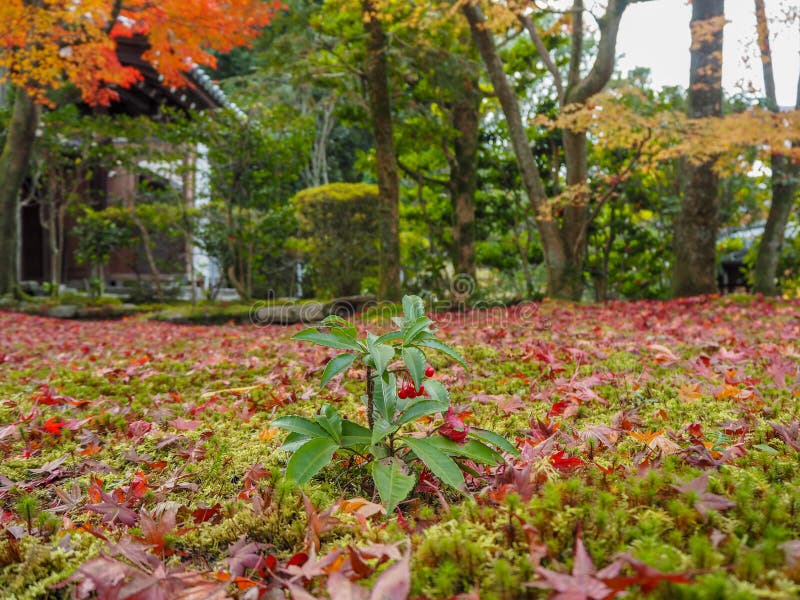 Small Tree among Red Maple Leaves Drop on Grass Ground for Background ...