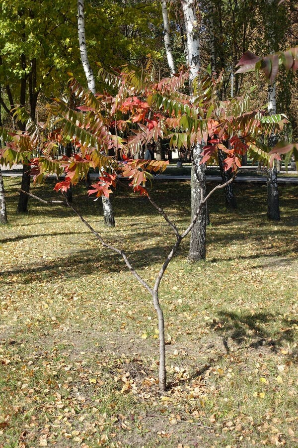 Small Tree of Rhus Typhina with Autumnal Foliage Stock Photo - Image of ...