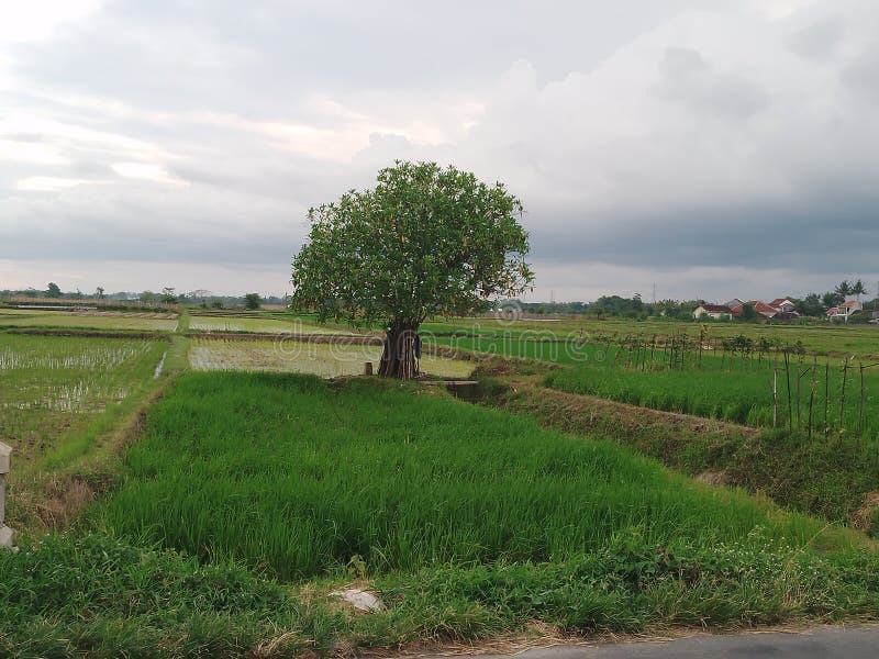 Small Tree in Ricefield Village Stock Image - Image of small, tree ...