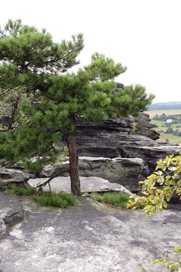 Small Tree on Rock Mountain. Stock Image - Image of bizarre, area ...