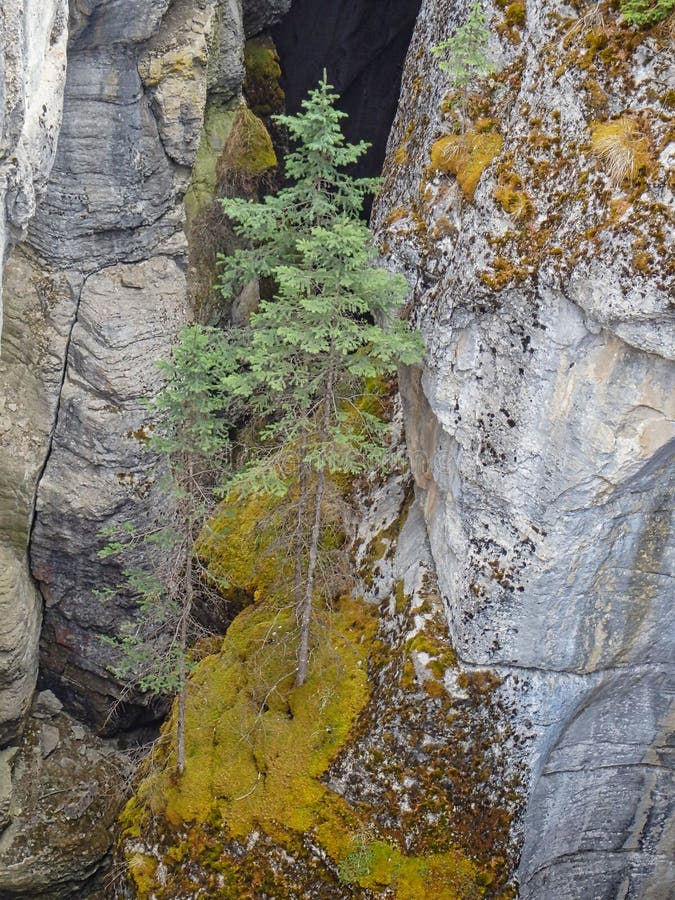 A small tree in the rocks stock image. Image of mountains - 141663475