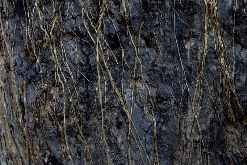 Small Tree Roots Covered on Bark of Old Tree Stock Photo - Image of ...