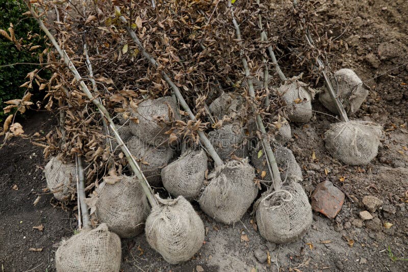 Small Tree with Roots Ready To Be Planted on a Cloudy and Cold November ...