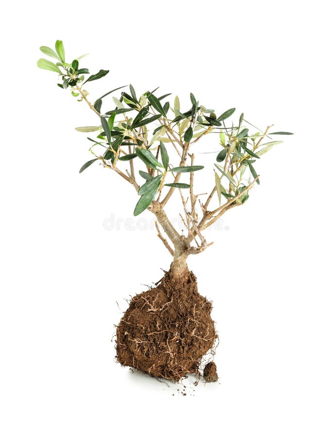 Soil on white background stock photo. Image of care - 151260984