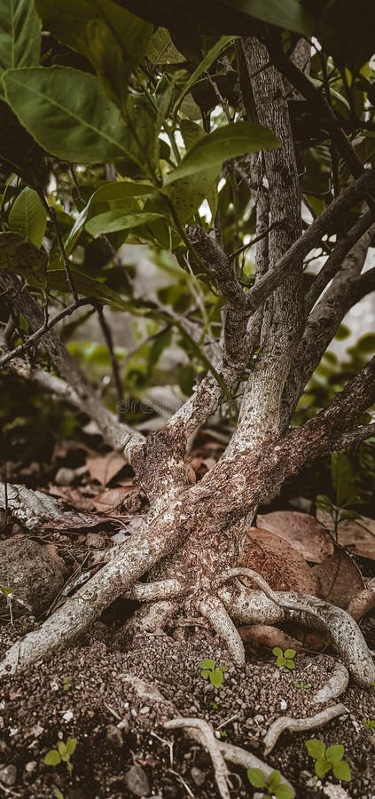 380 Small Tree Visible Roots Stock Photos - Free & Royalty-Free Stock ...