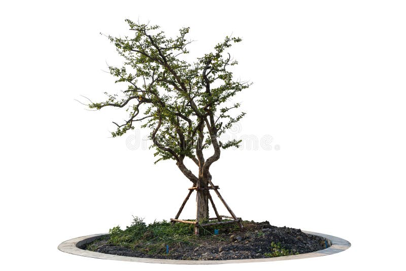 A Small Tree is in a Round Planter. the Tree is Bare and Has No Leaves ...