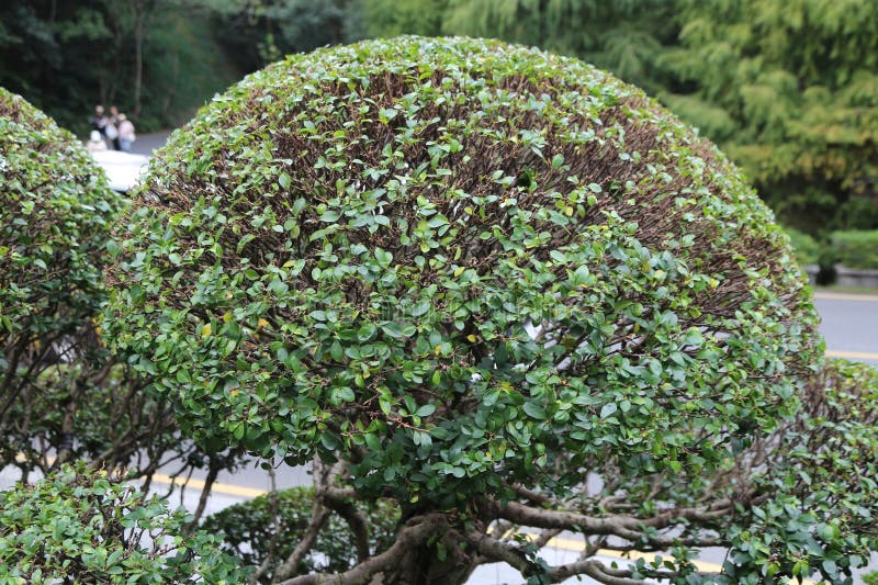 A Small Tree with a Round Shape is Growing in a Garden Stock Image ...