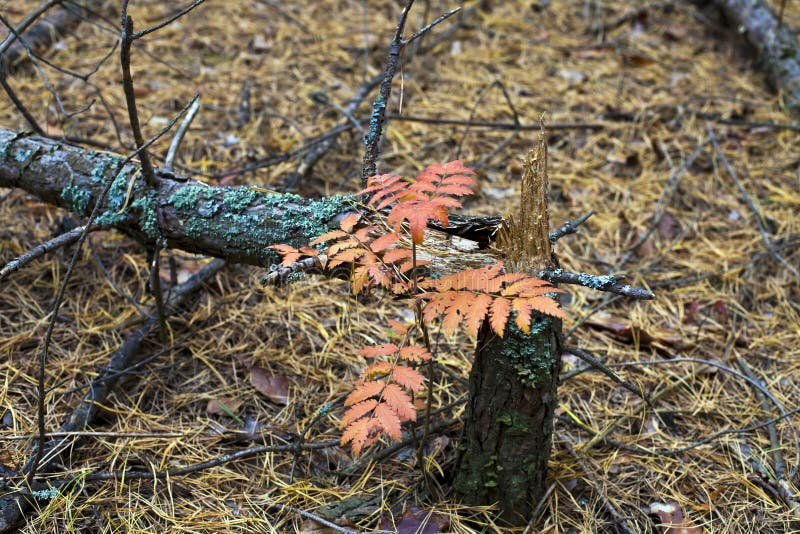 Small tree of rowan stock image. Image of seasons, forest - 61027655