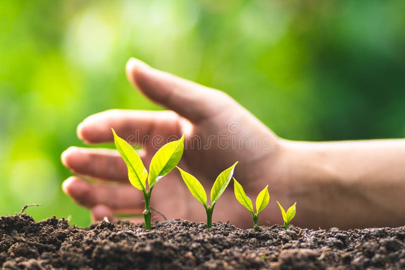 Small Tree Sapling Coffee Tree Care by Hand Natural Evening Background ...