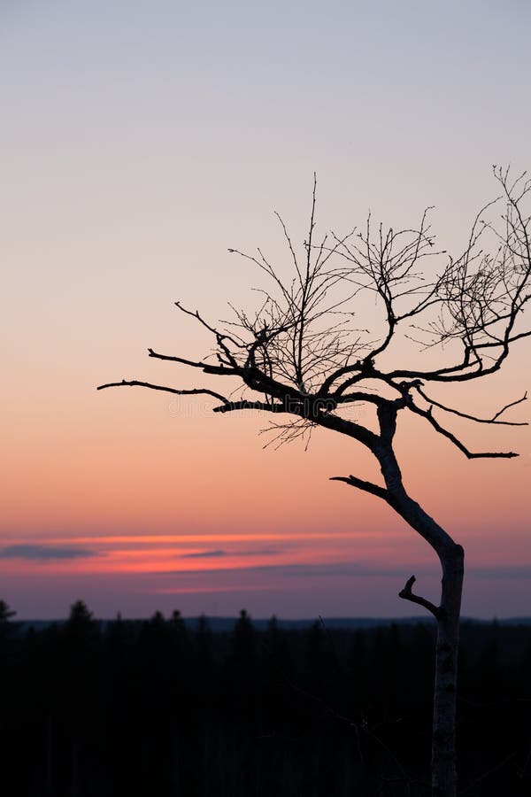 Small Tree Silhouette after Sunset Stock Image - Image of branches ...
