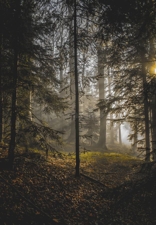 Small tree stock photo. Image of nature, sunset, tree - 92180884