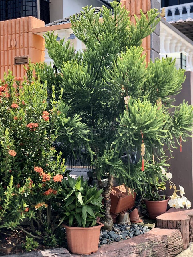 Small tree stock image. Image of kampung, planting, garden - 193084491