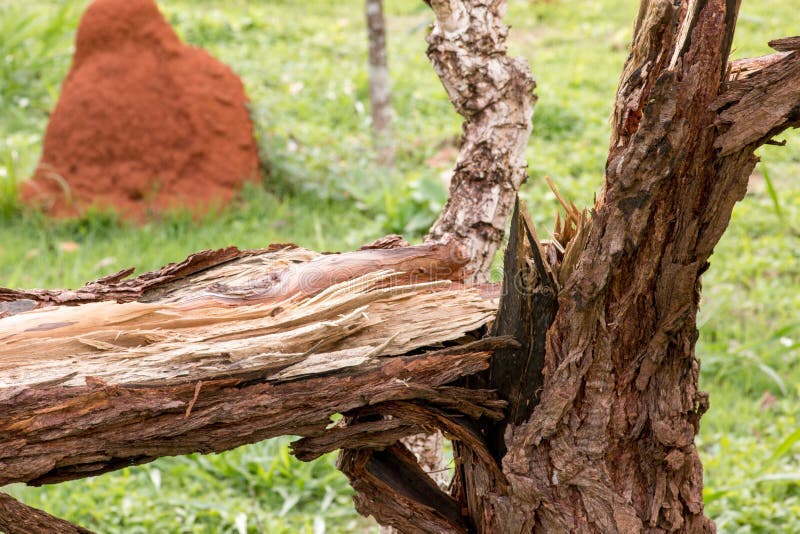 230 Branch Snapped Stock Photos - Free & Royalty-Free Stock Photos from ...