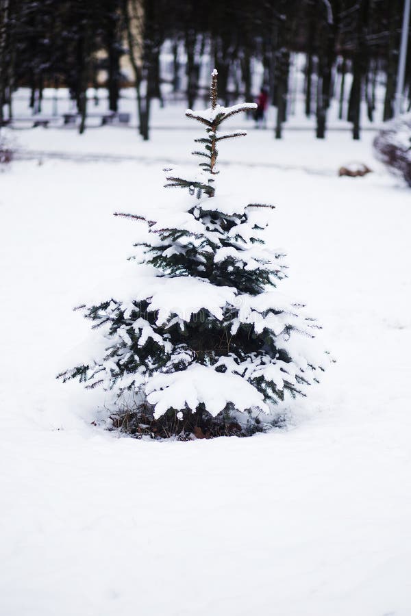 Small Tree in Snow. Winter in Forest Stock Image - Image of snowy, xmas ...