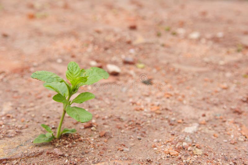 Small tree in the soil stock photo. Image of concepts - 18715944