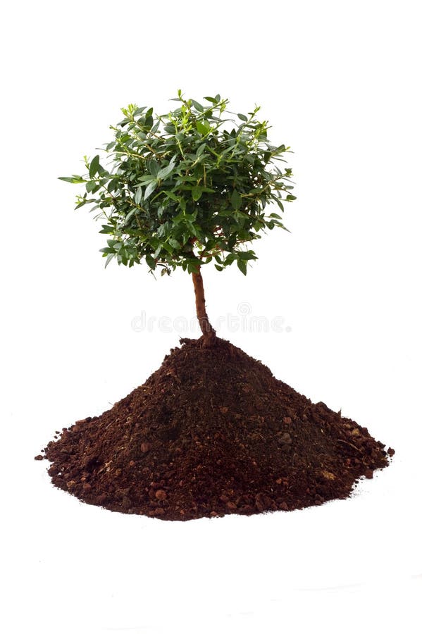 Small oak tree stock image. Image of plant, growth, sapling - 14406807