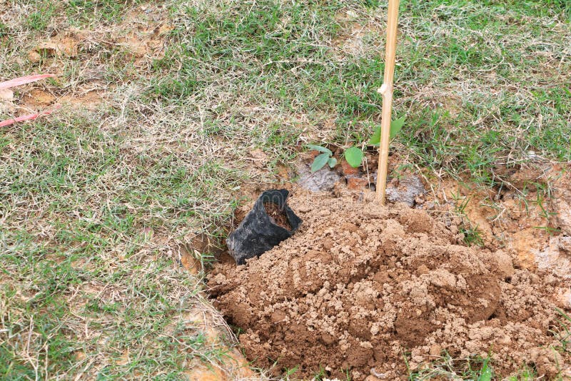 Small Tree in Soil Afforestation Action Stock Photo - Image of concept ...