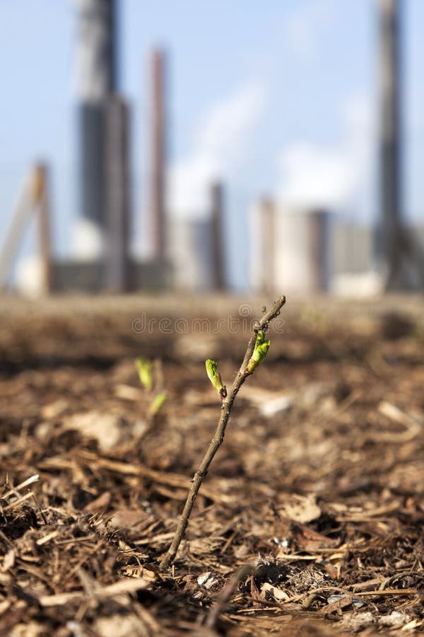 Small sprout in dry soil stock image. Image of close, season - 2850019